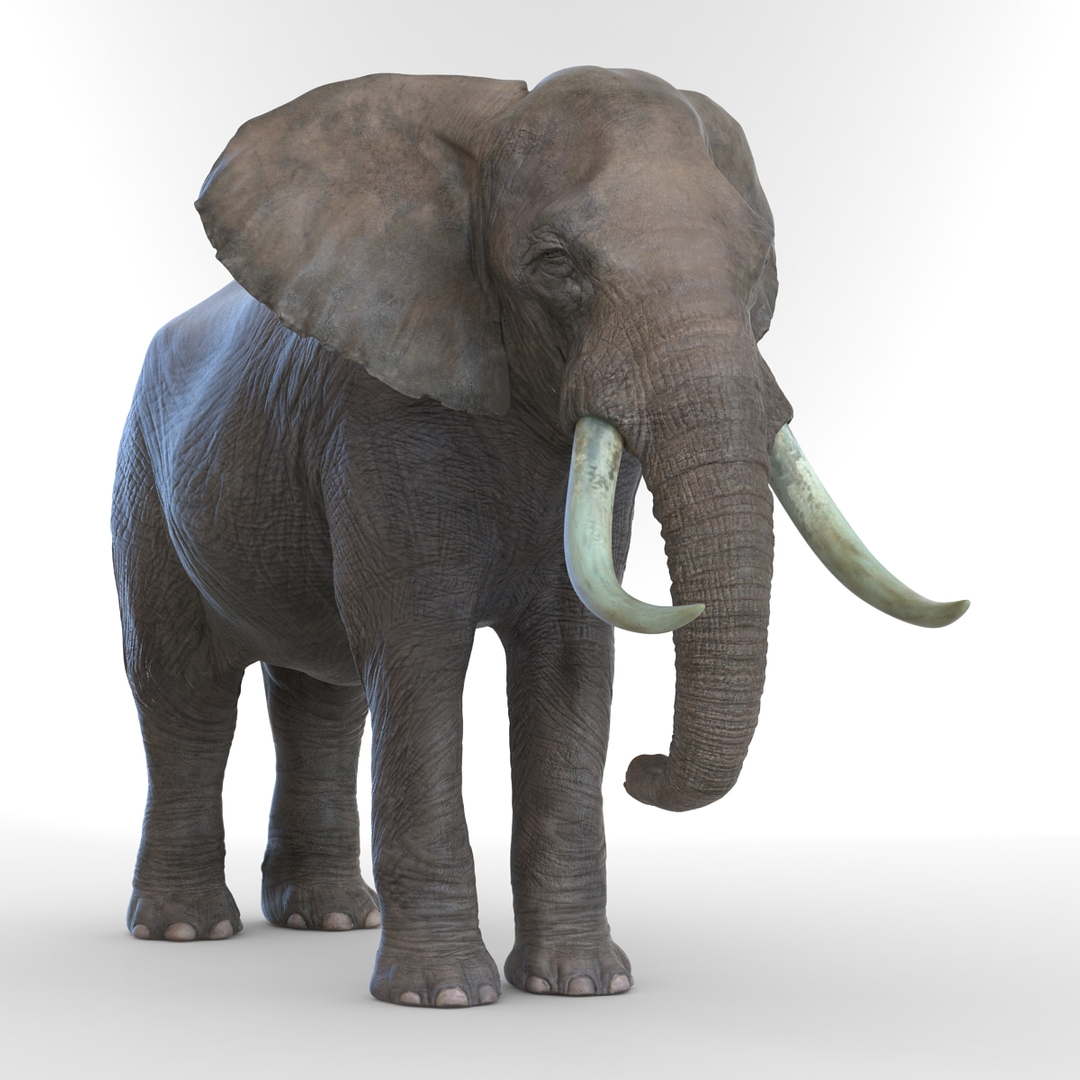 elephants set 3d model