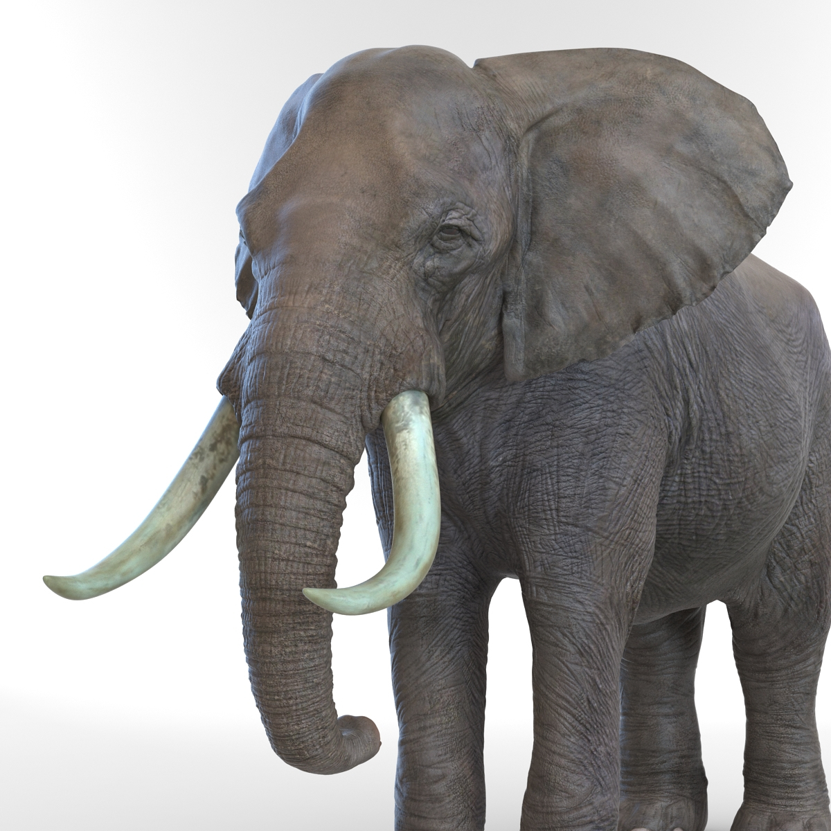 elephants set 3d model