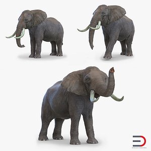 max elephant rigged animate