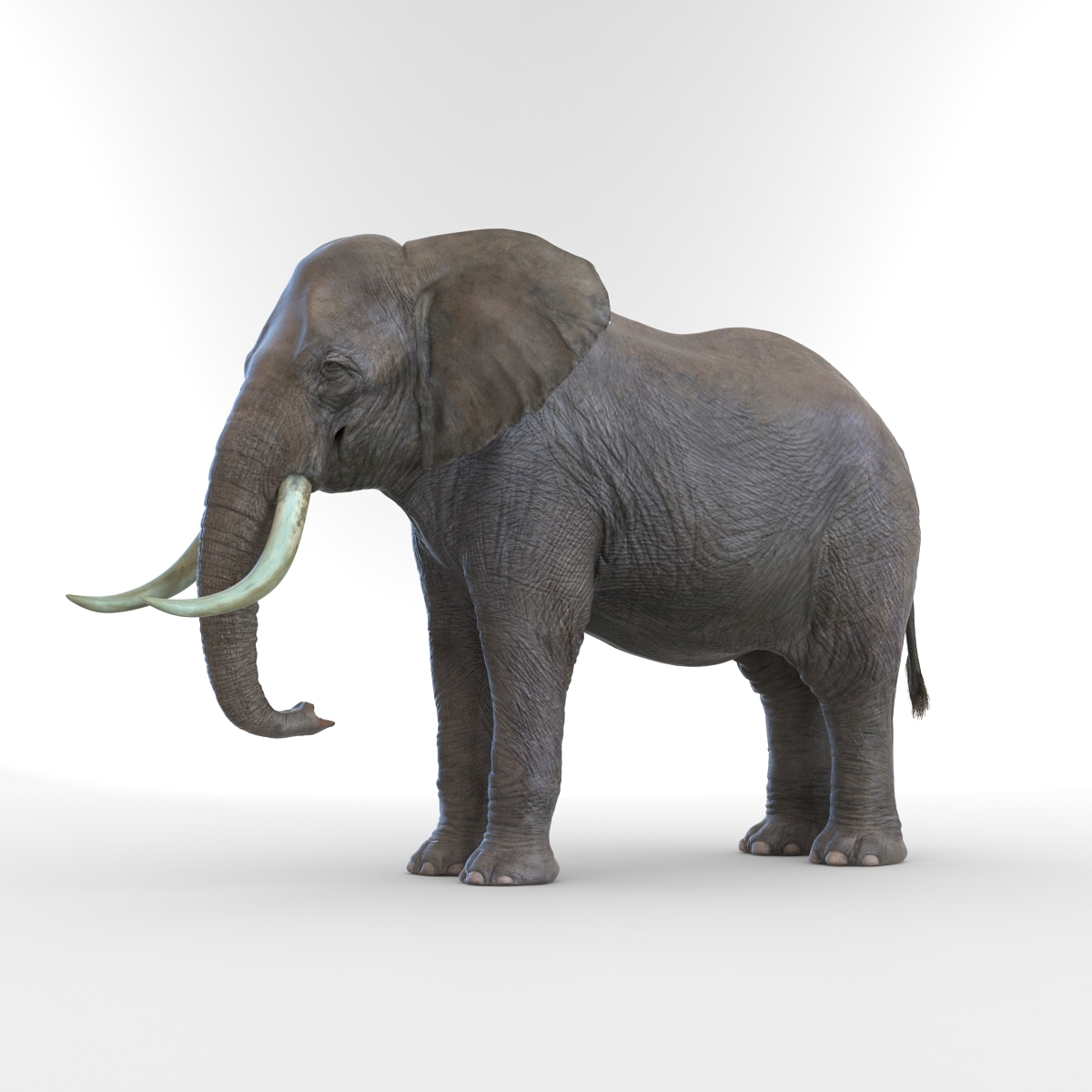 elephants set 3d model