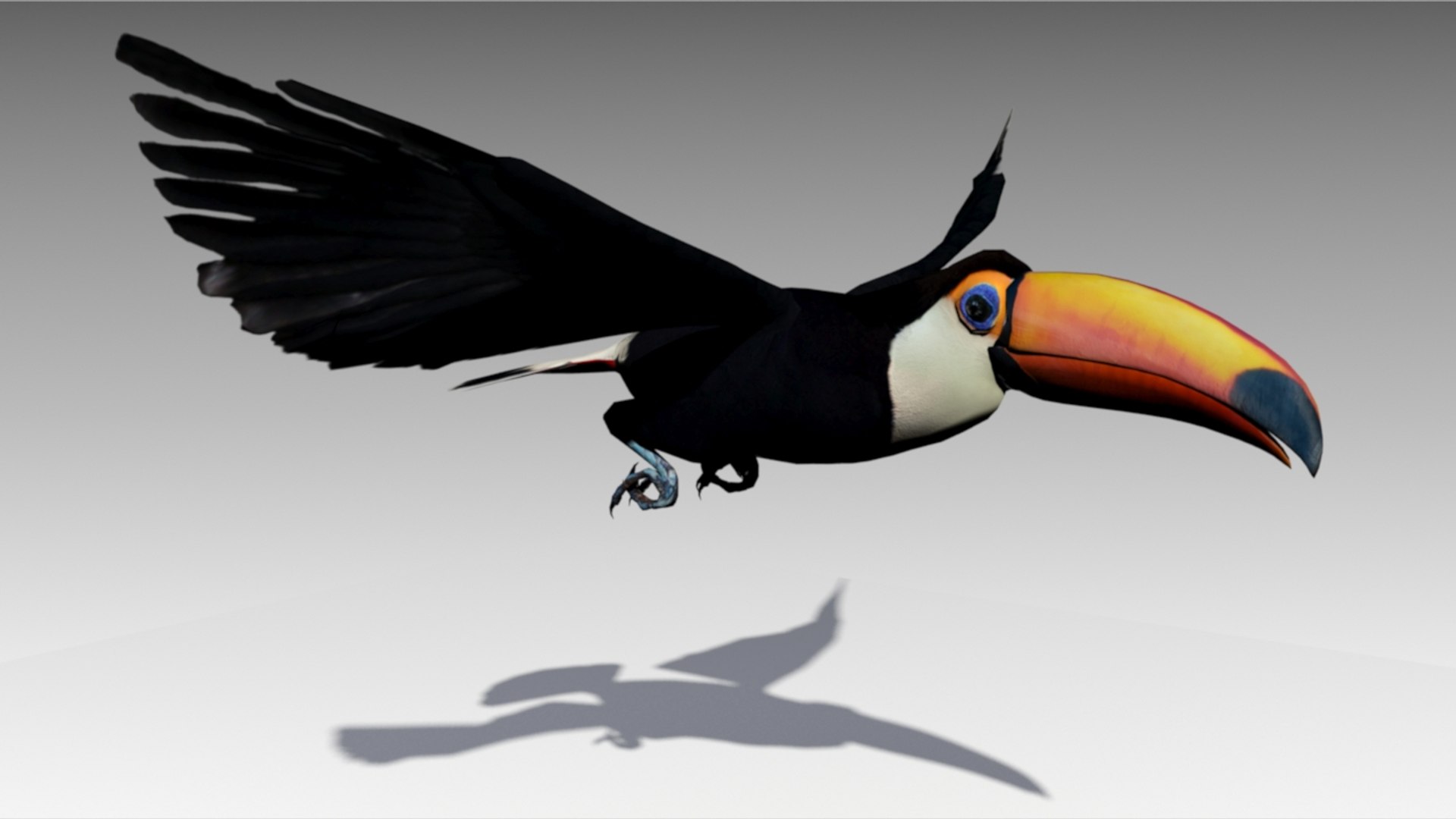 Toucan Animations 3D Model - TurboSquid 1159378