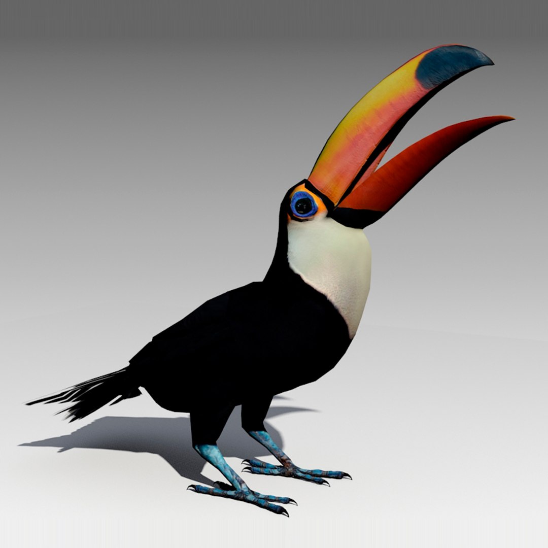 Toucan Animations 3D Model - TurboSquid 1159378