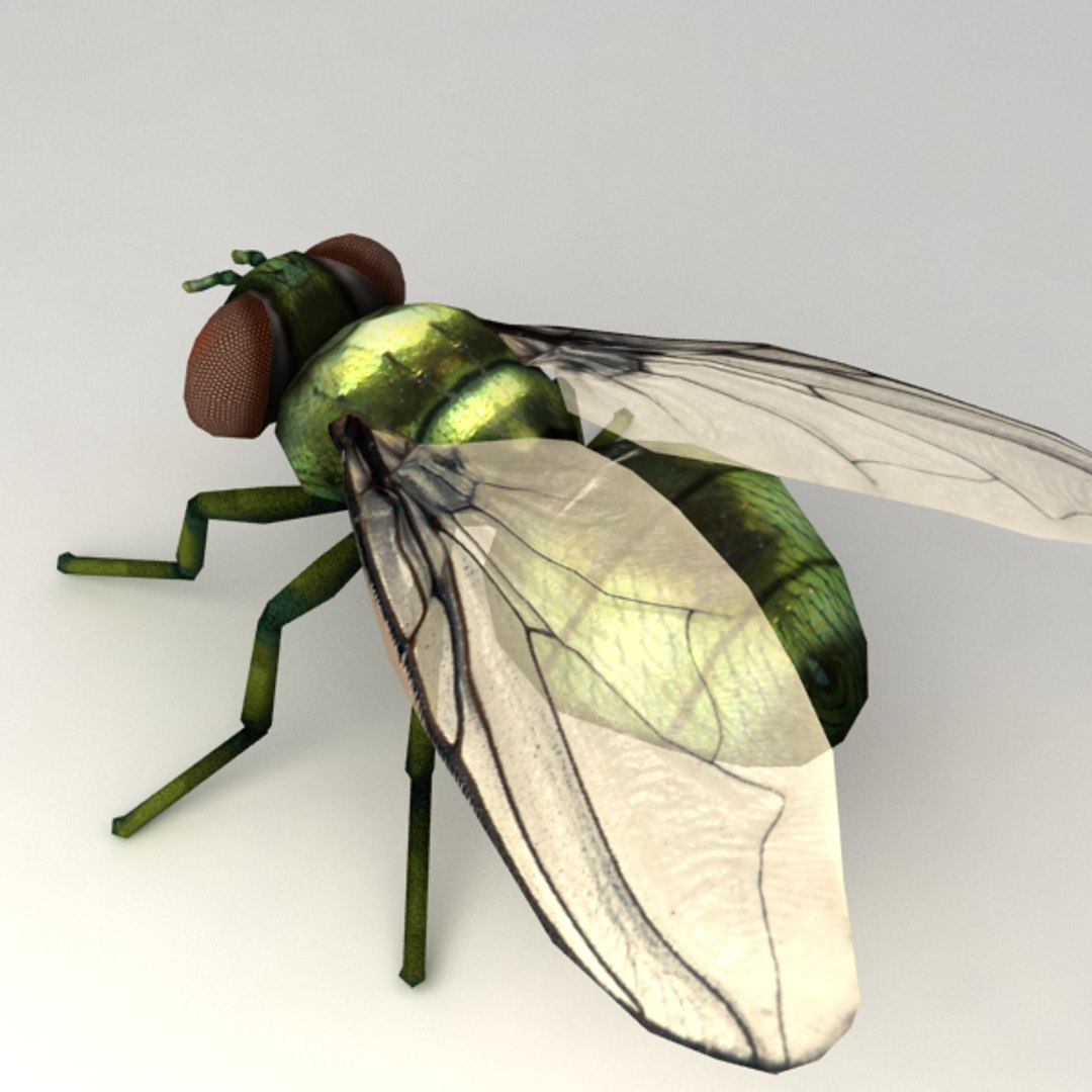 3d Fly Rigged Biped