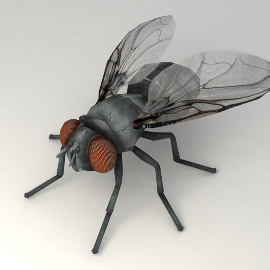 3d Fly Rigged Biped