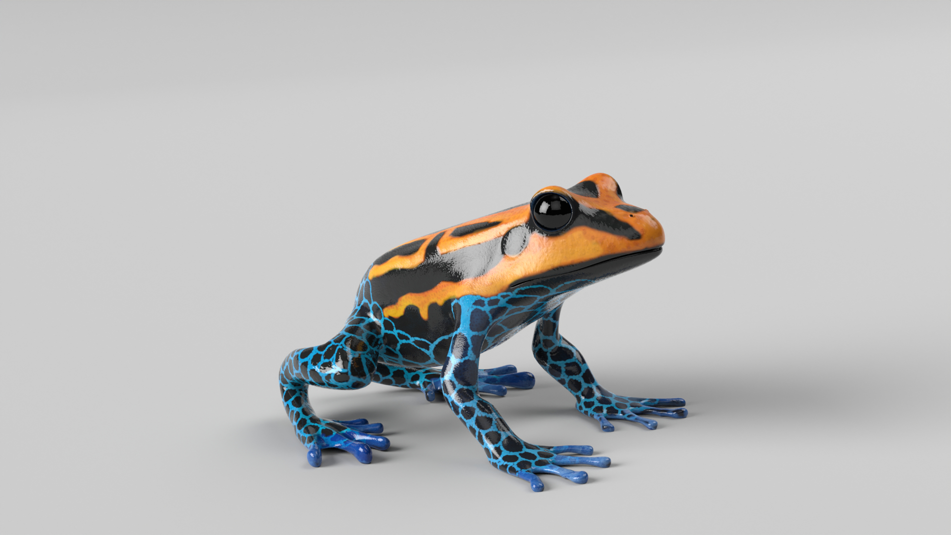 Poison Dart Frog Animated 3D Model - TurboSquid 2124114