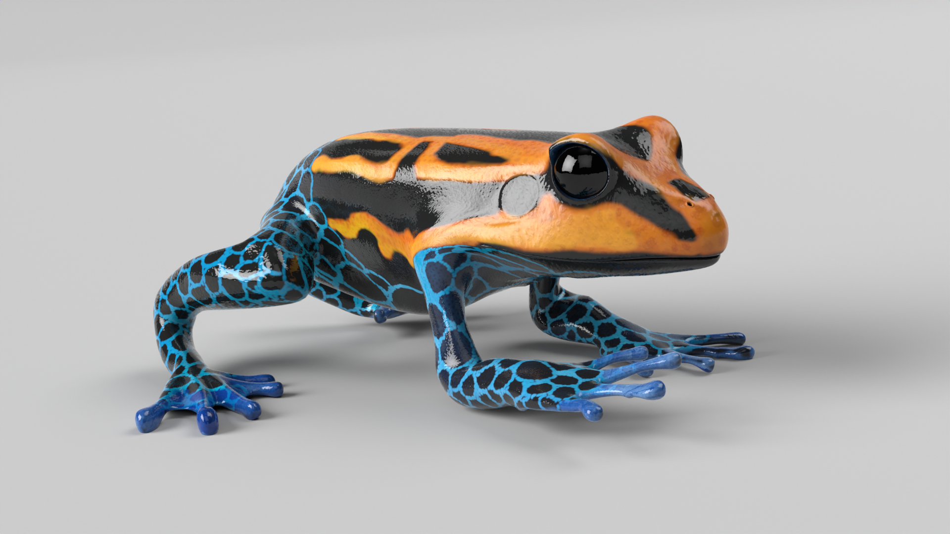 Poison Dart Frog Animated 3D Model - TurboSquid 2124114