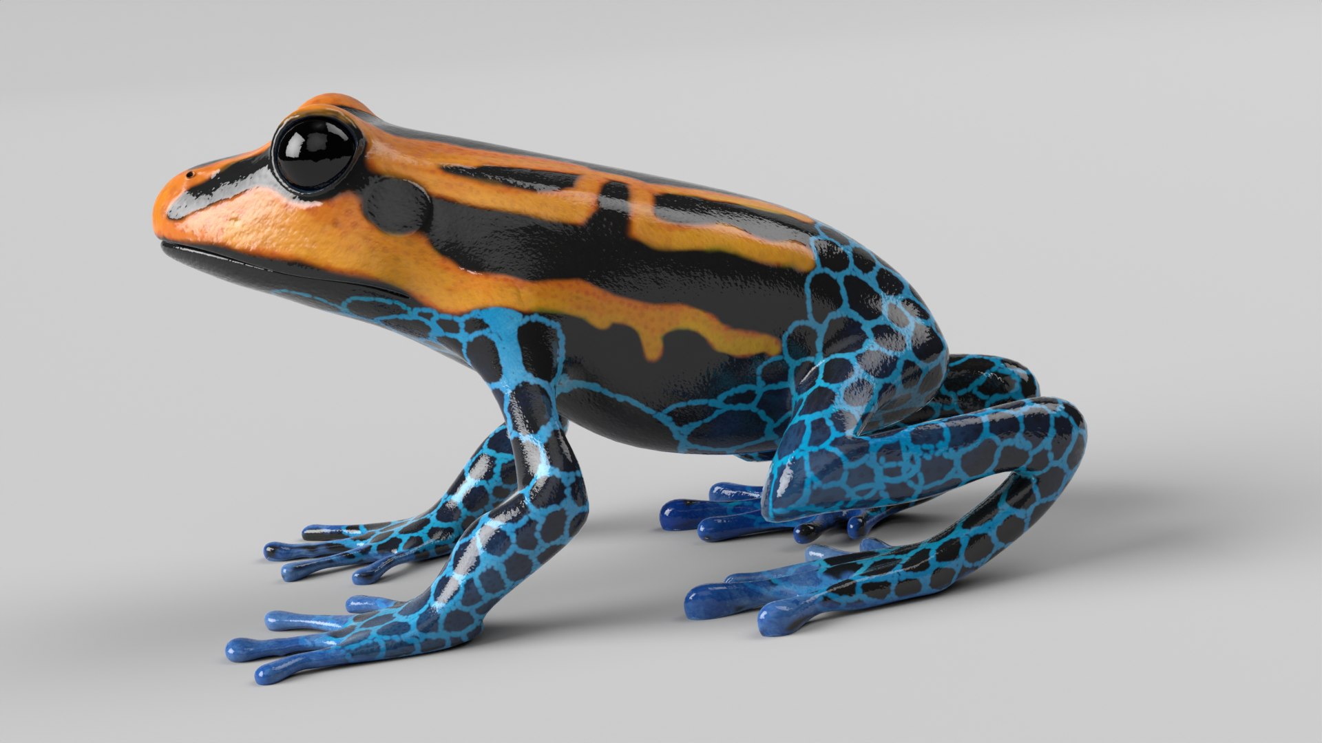 Poison Dart Frog Animated 3D Model - TurboSquid 2124114