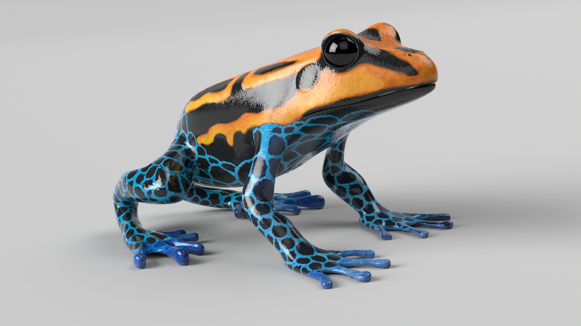 Poison Dart Frog Animated 3D Model - TurboSquid 2124114