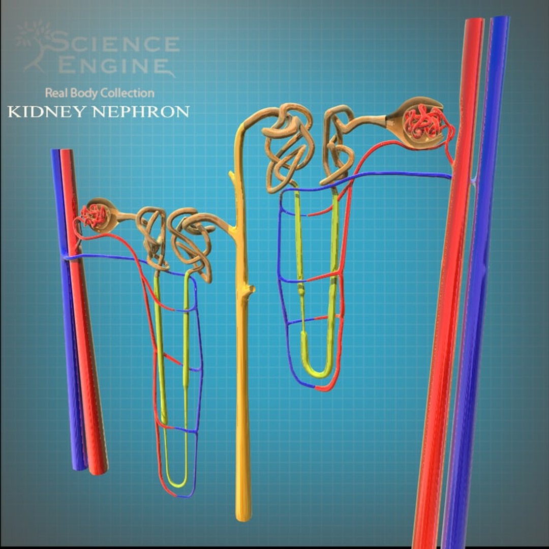 Nephron Anatomy 3d C4d