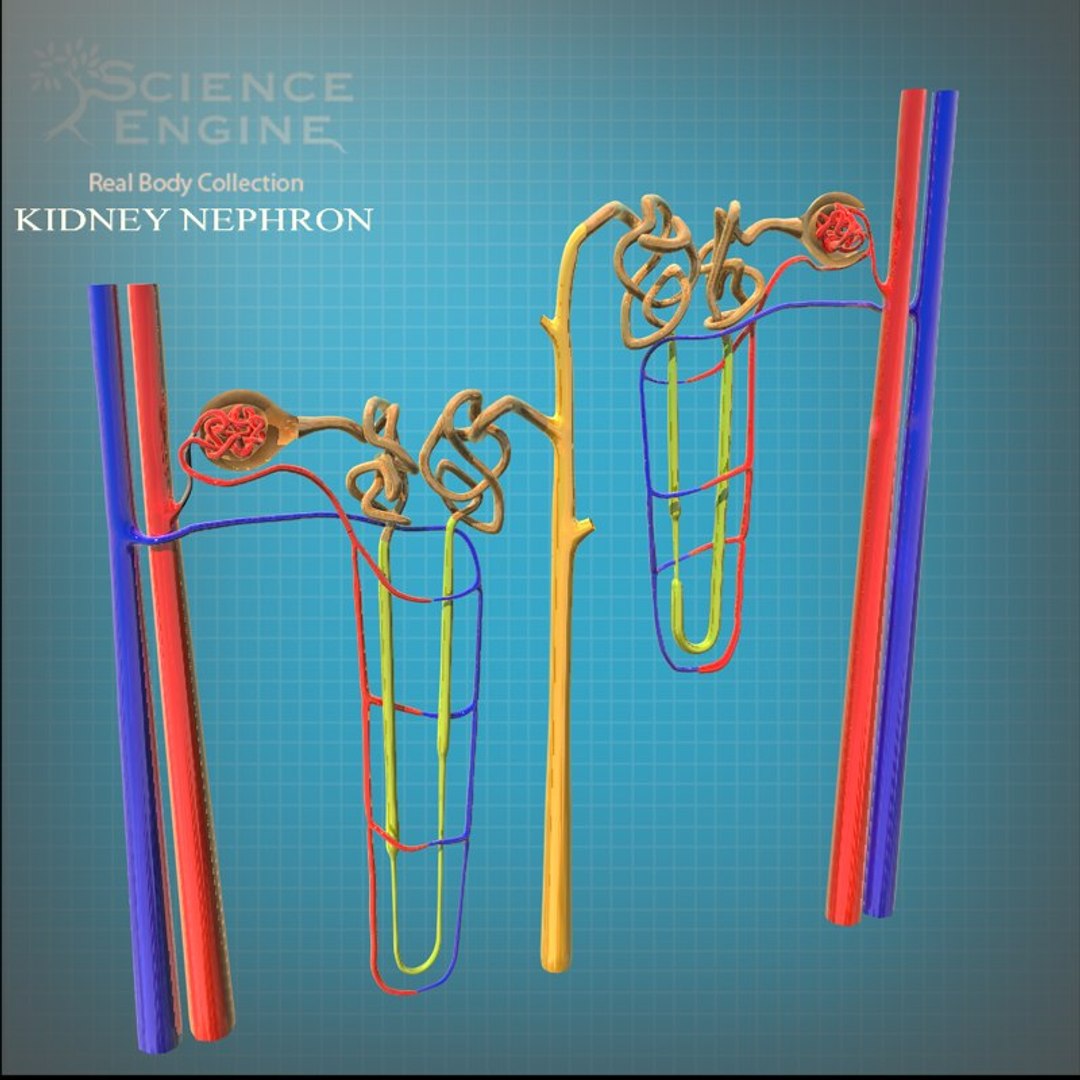 Nephron Anatomy 3d C4d
