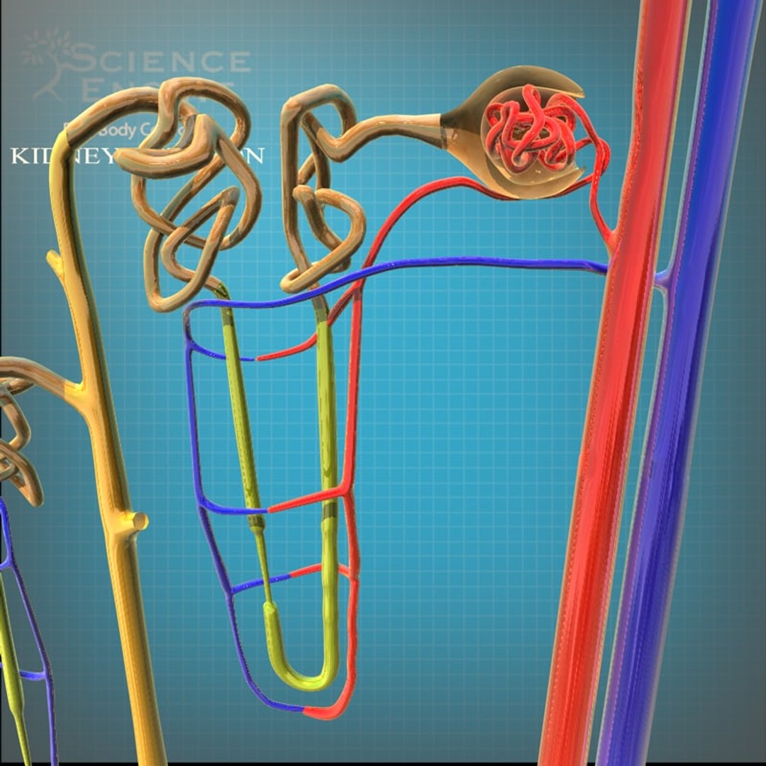 Nephron Anatomy 3d C4d