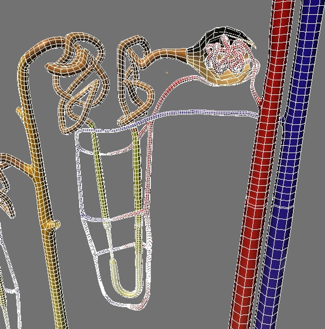 Nephron Anatomy 3d C4d