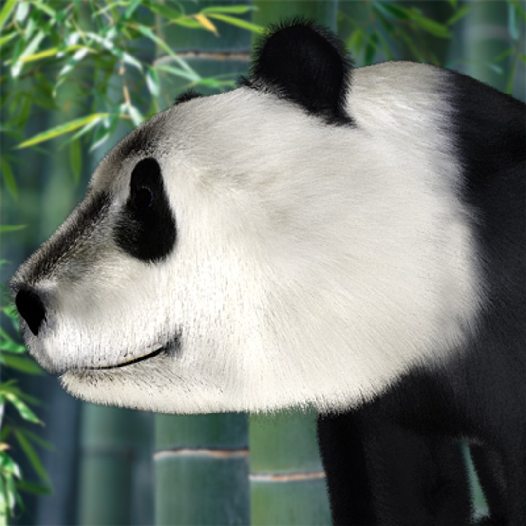 maya giant panda