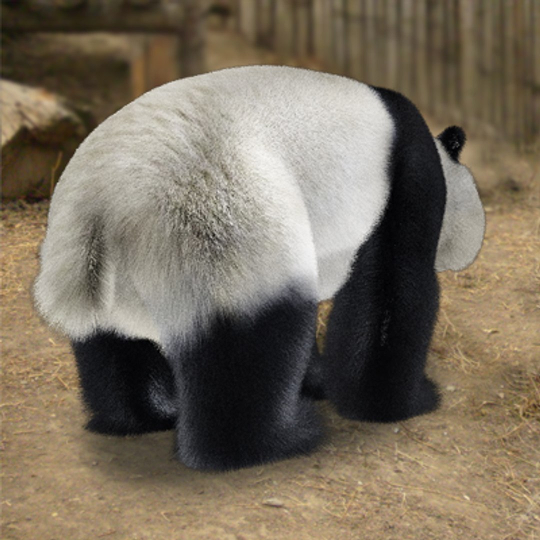 maya giant panda