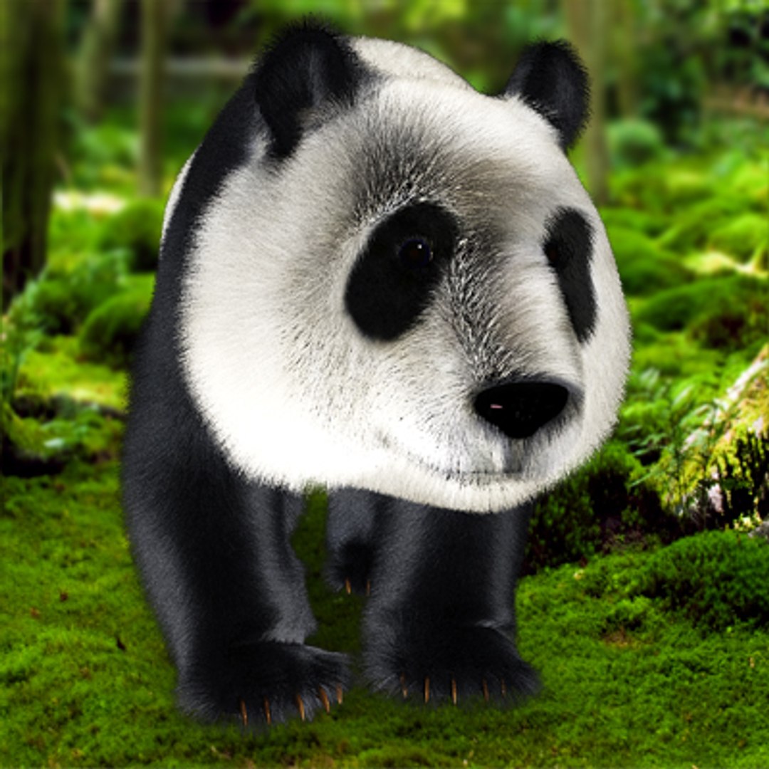 maya giant panda