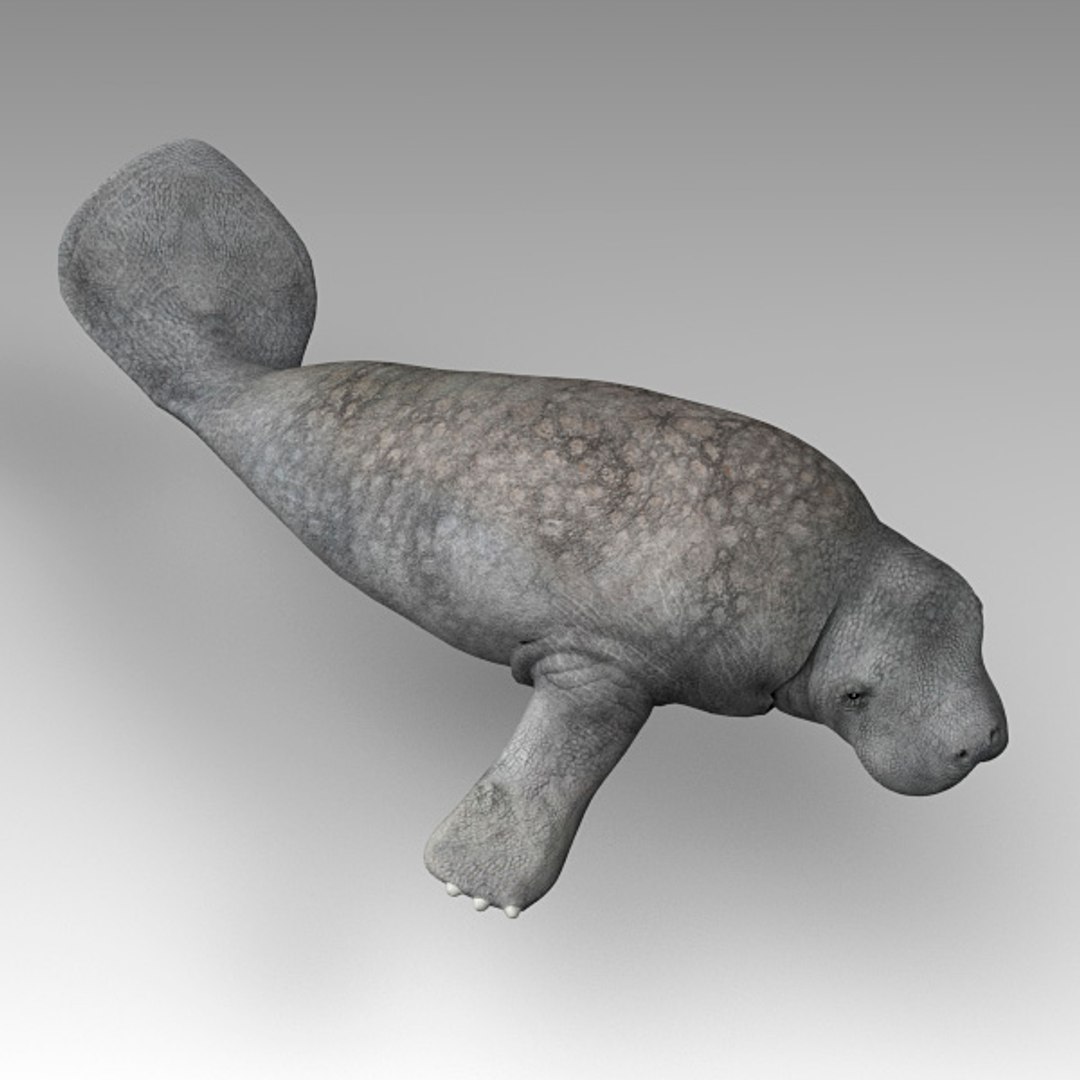 3D Manatee Animal - TurboSquid 1251755