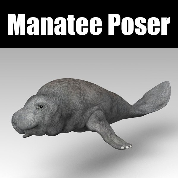3d model manatees