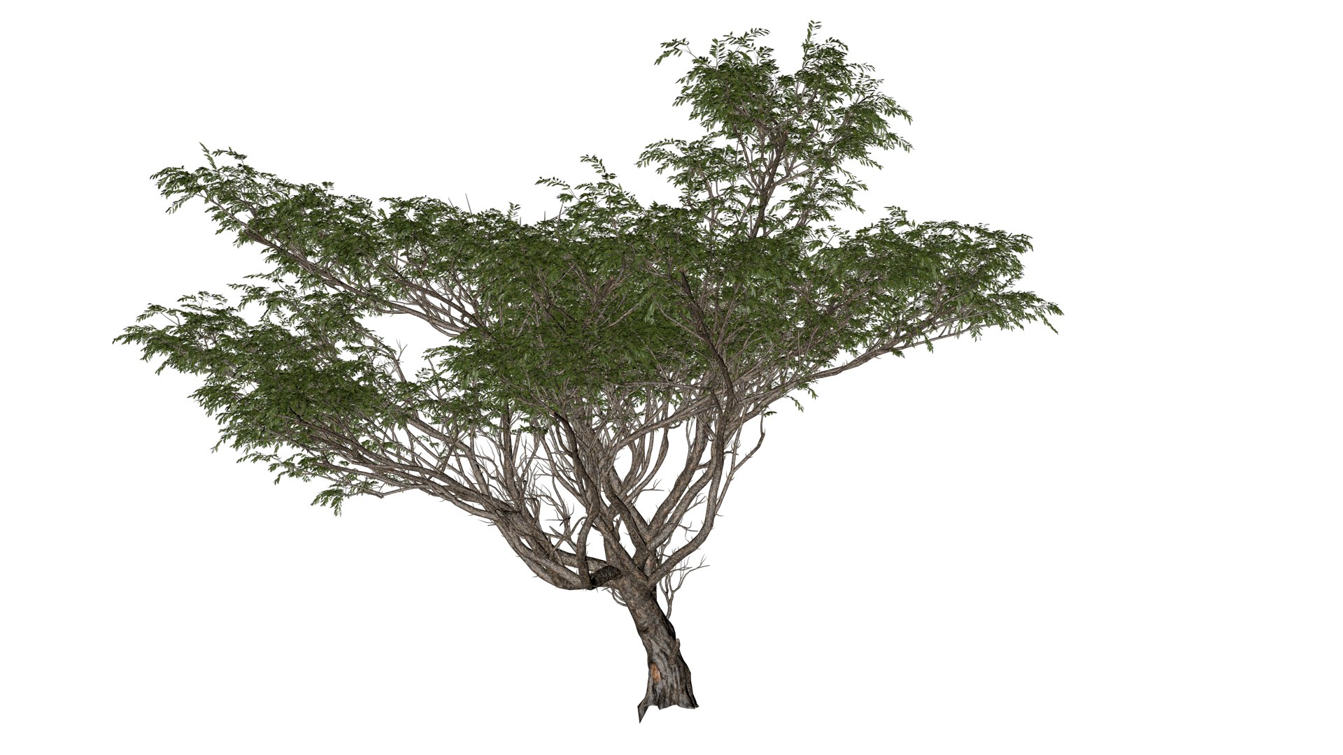 Acacia Tree - 03 - Model - TurboSquid 2374219