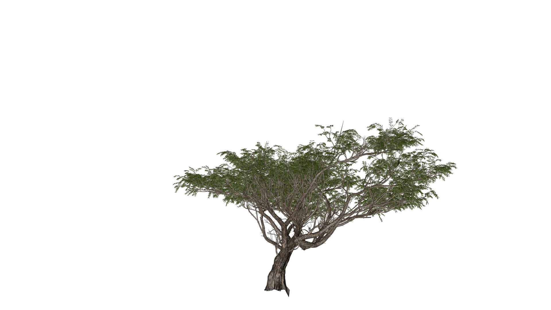 Acacia Tree - 03 - Model - TurboSquid 2374219
