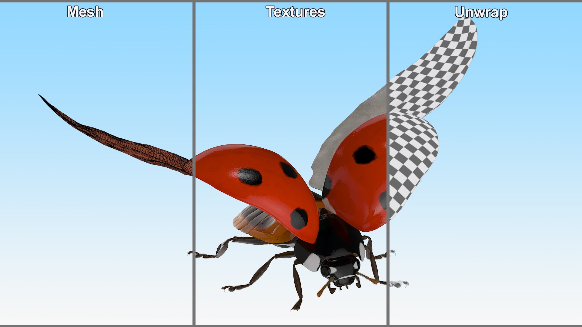 Ladybug With Wings Spread Fur Model - TurboSquid 2326285