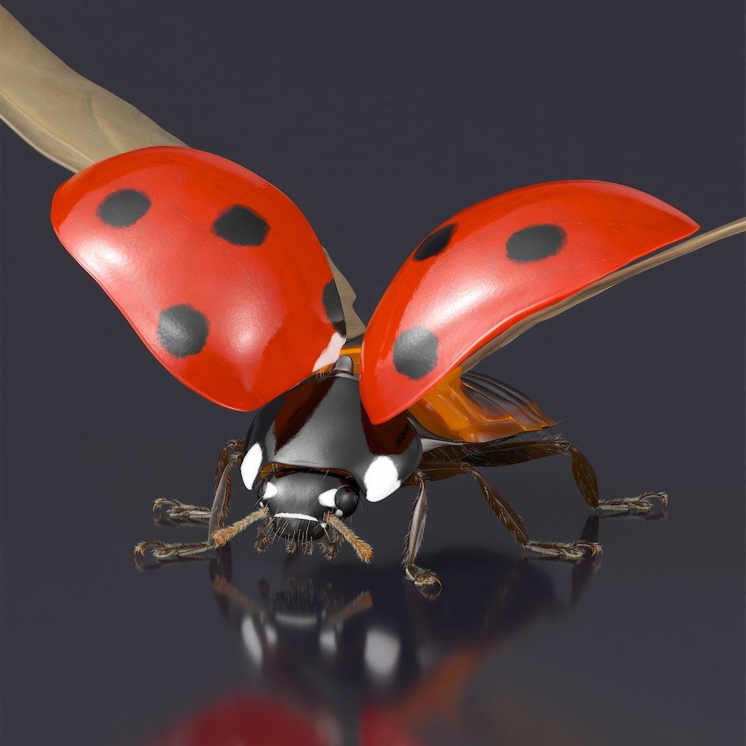 Ladybug With Wings Spread Fur Model - TurboSquid 2326285