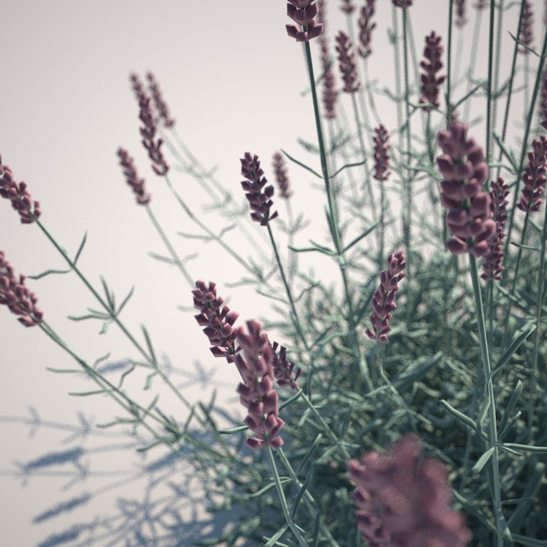 Vegetation Hq Lavender Obj
