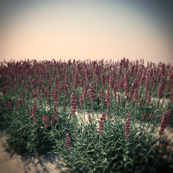 3D Lavender Models | TurboSquid