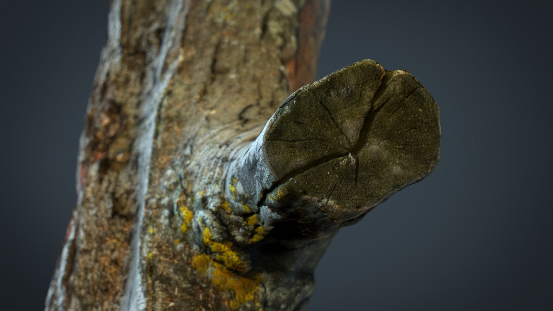 Realistic Wood Log Fbx