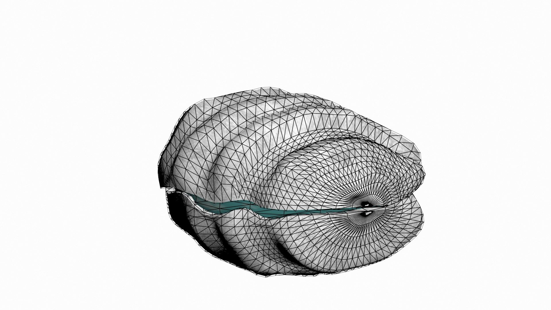 3D Giant Clam - TurboSquid 1929591