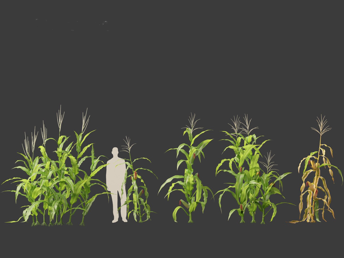 Zea mays - Maize 3D - TurboSquid 2141178