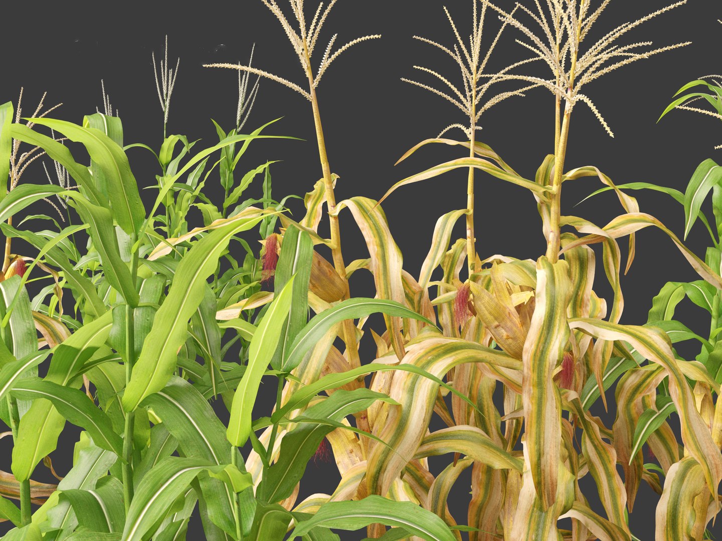 Zea mays - Maize 3D - TurboSquid 2141178