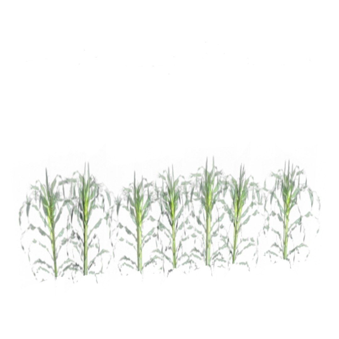 crops growth corn wheat 3d model