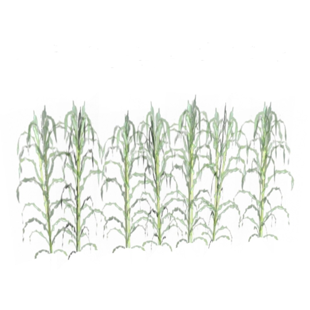 crops growth corn wheat 3d model