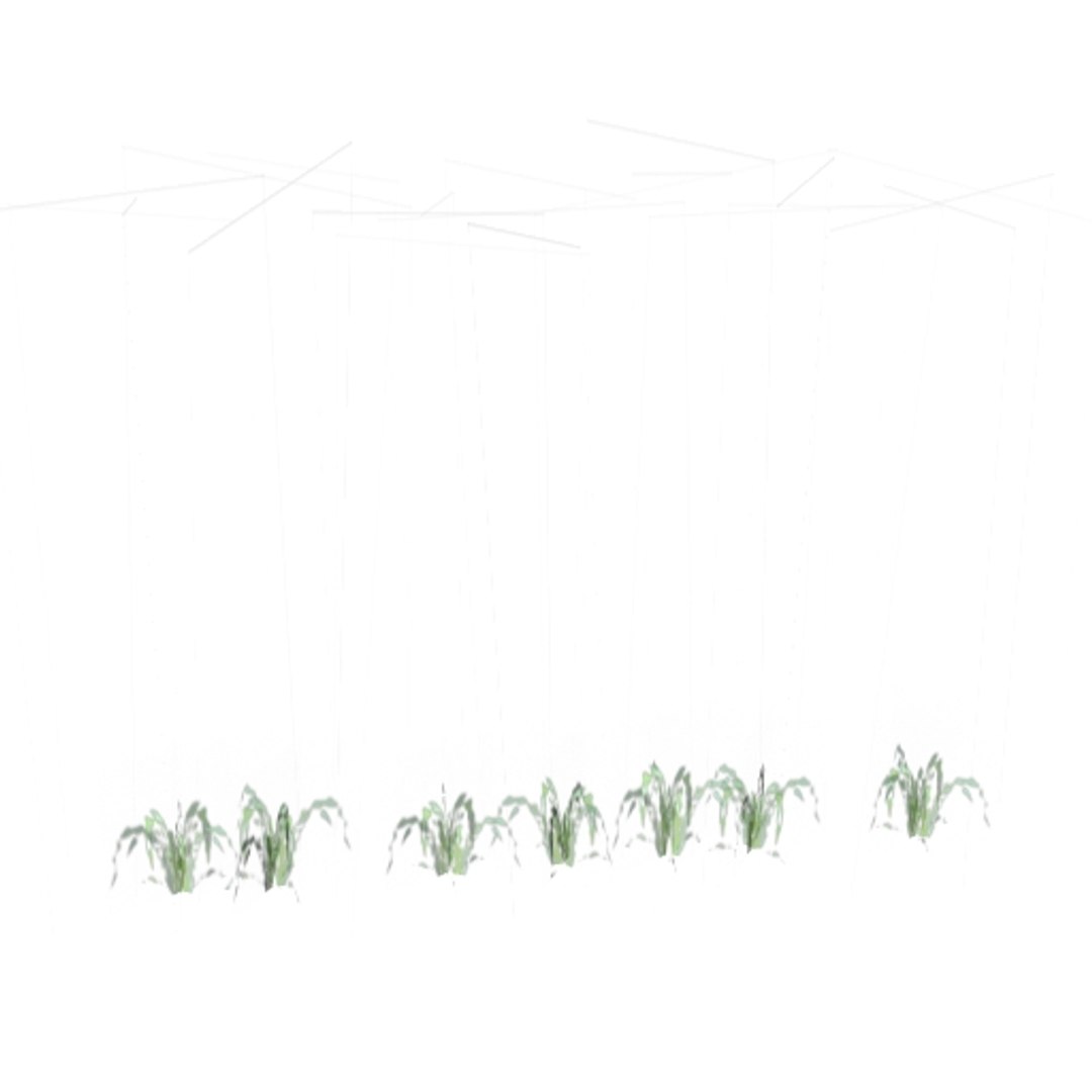 crops growth corn wheat 3d model