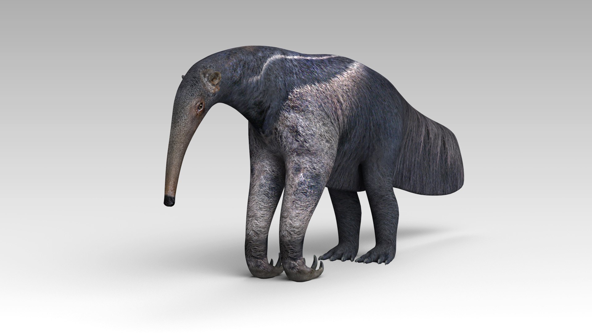 3D Giant Anteater Ant - TurboSquid 1510335