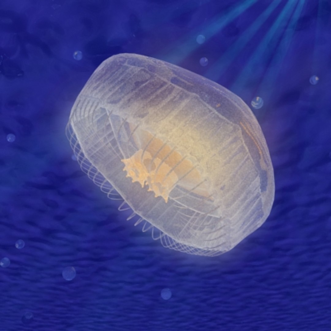 Jellyfish Fish 3d Max