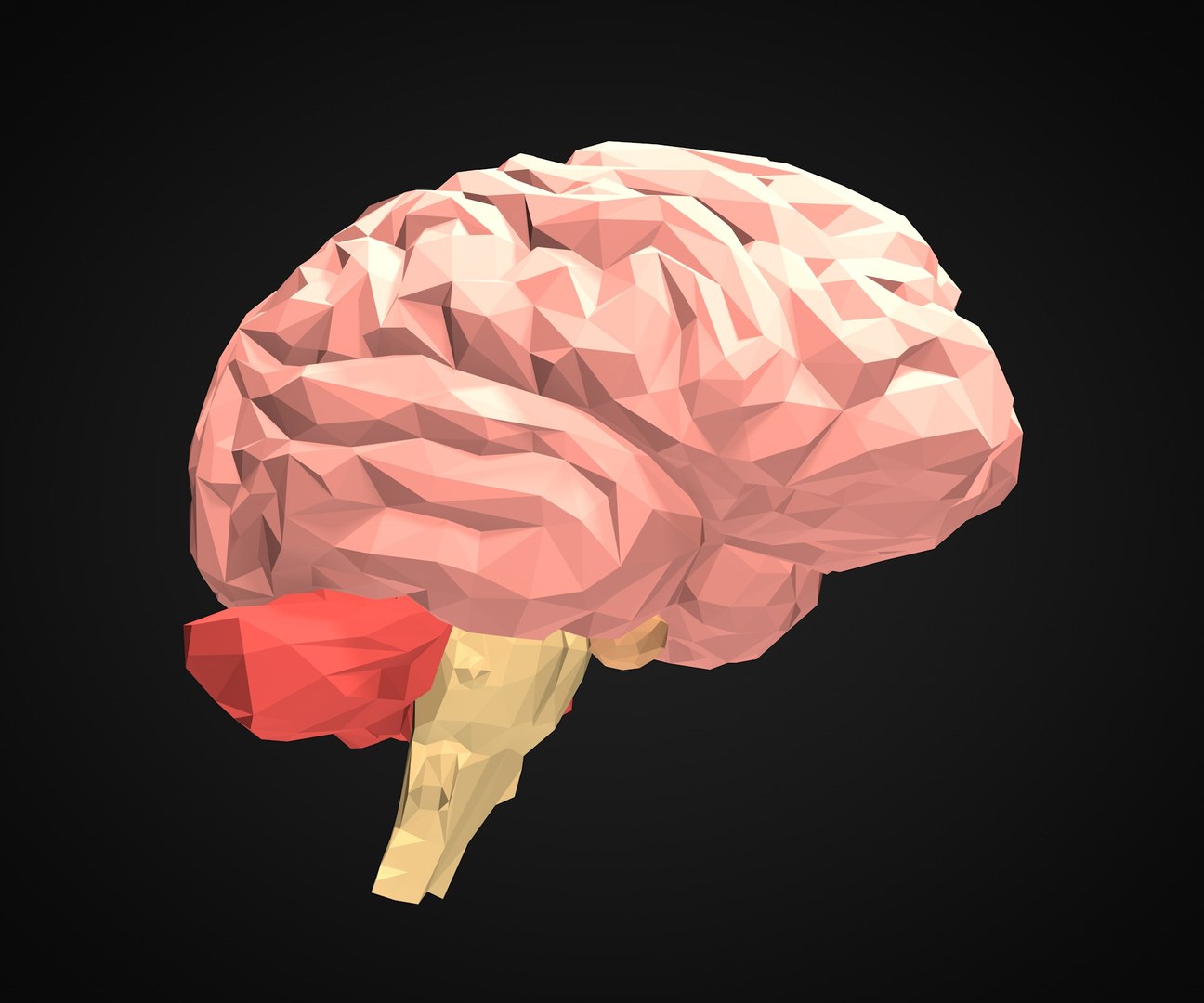 Low Poly Brain 3D Model - TurboSquid 1784943