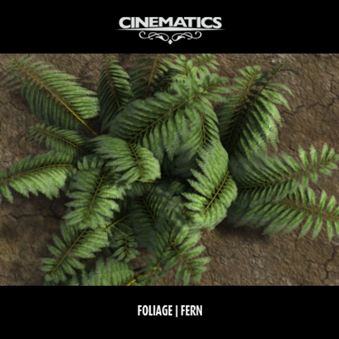 3d Model Fern