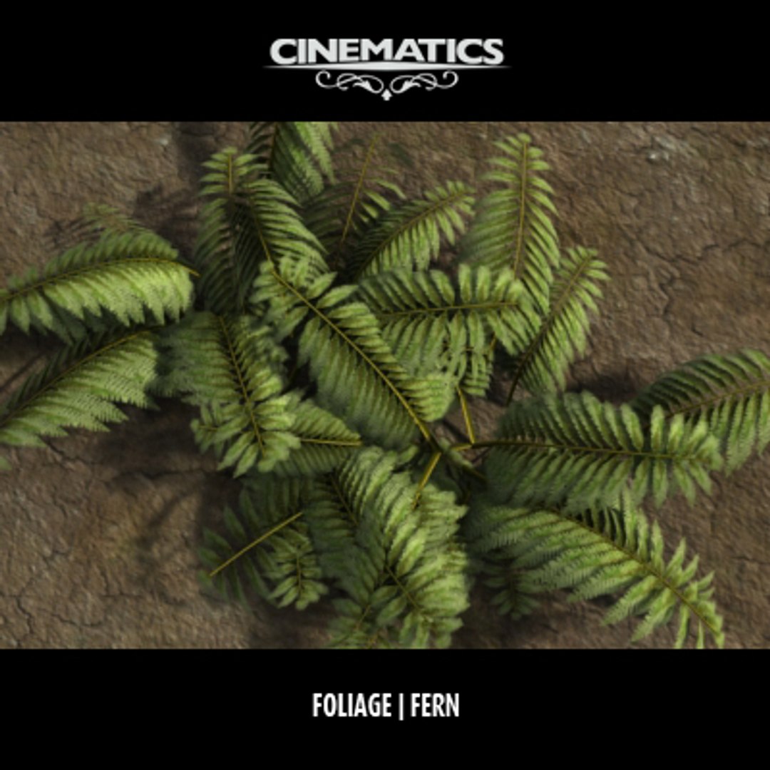 3d Model Fern