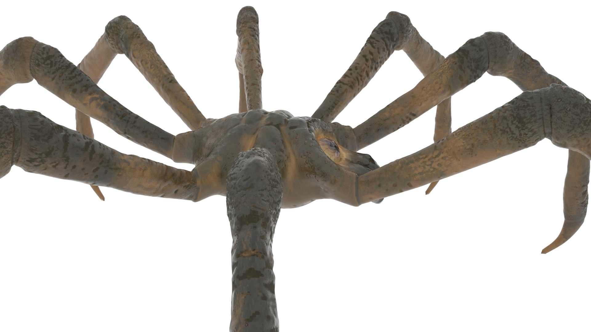 Creature Swamp 3D Model - TurboSquid 1590664