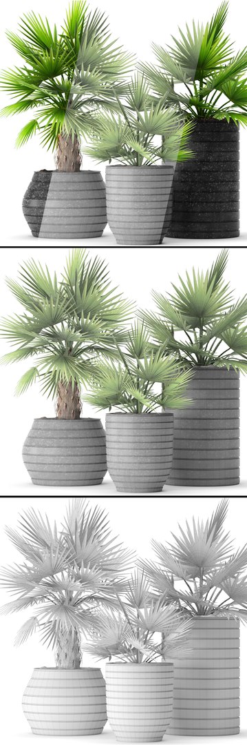 3d Palm Model