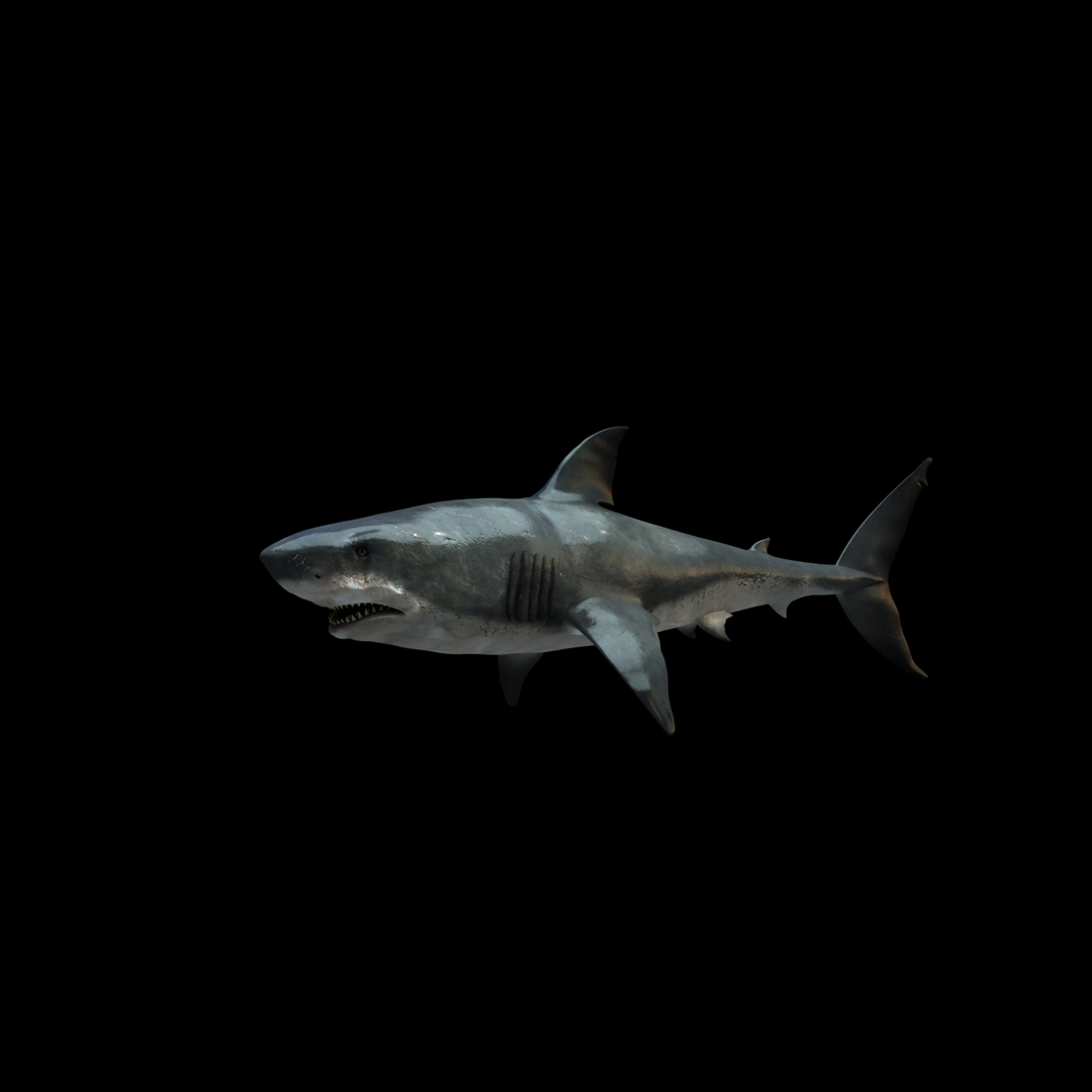 3d Shark Rigged