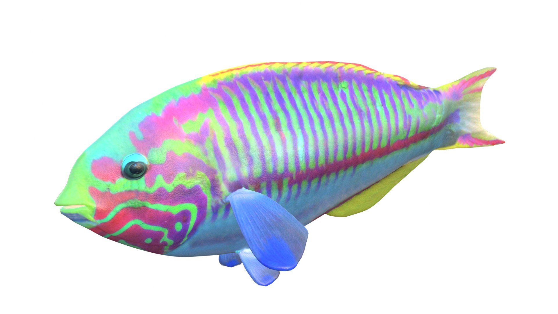 Klunzinger Wrasse Fish 3D - TurboSquid 2512911