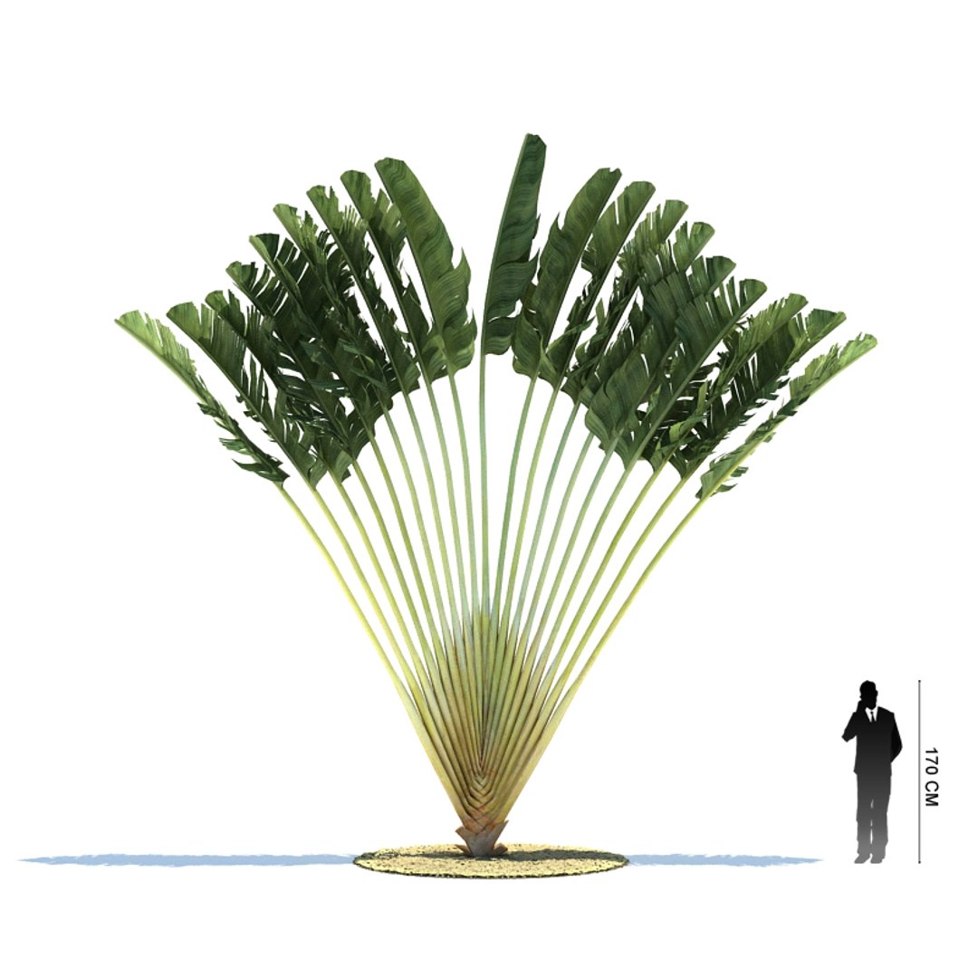 3d 3ds Exotic Tree Ravenala Madagascariensis