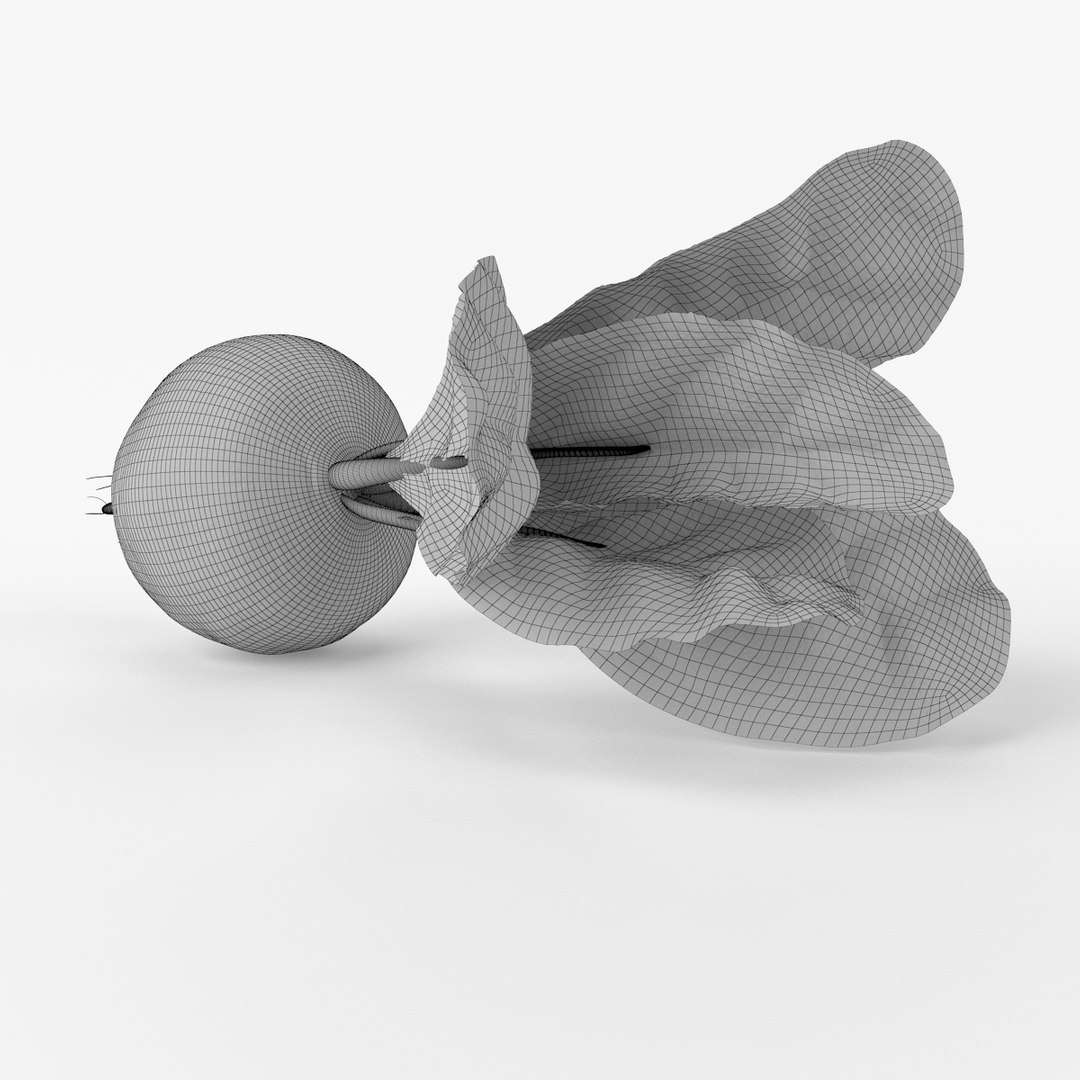 Realistic Beetroot Real Vegetables 3d Model