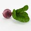 Realistic Beetroot Real Vegetables 3d Model