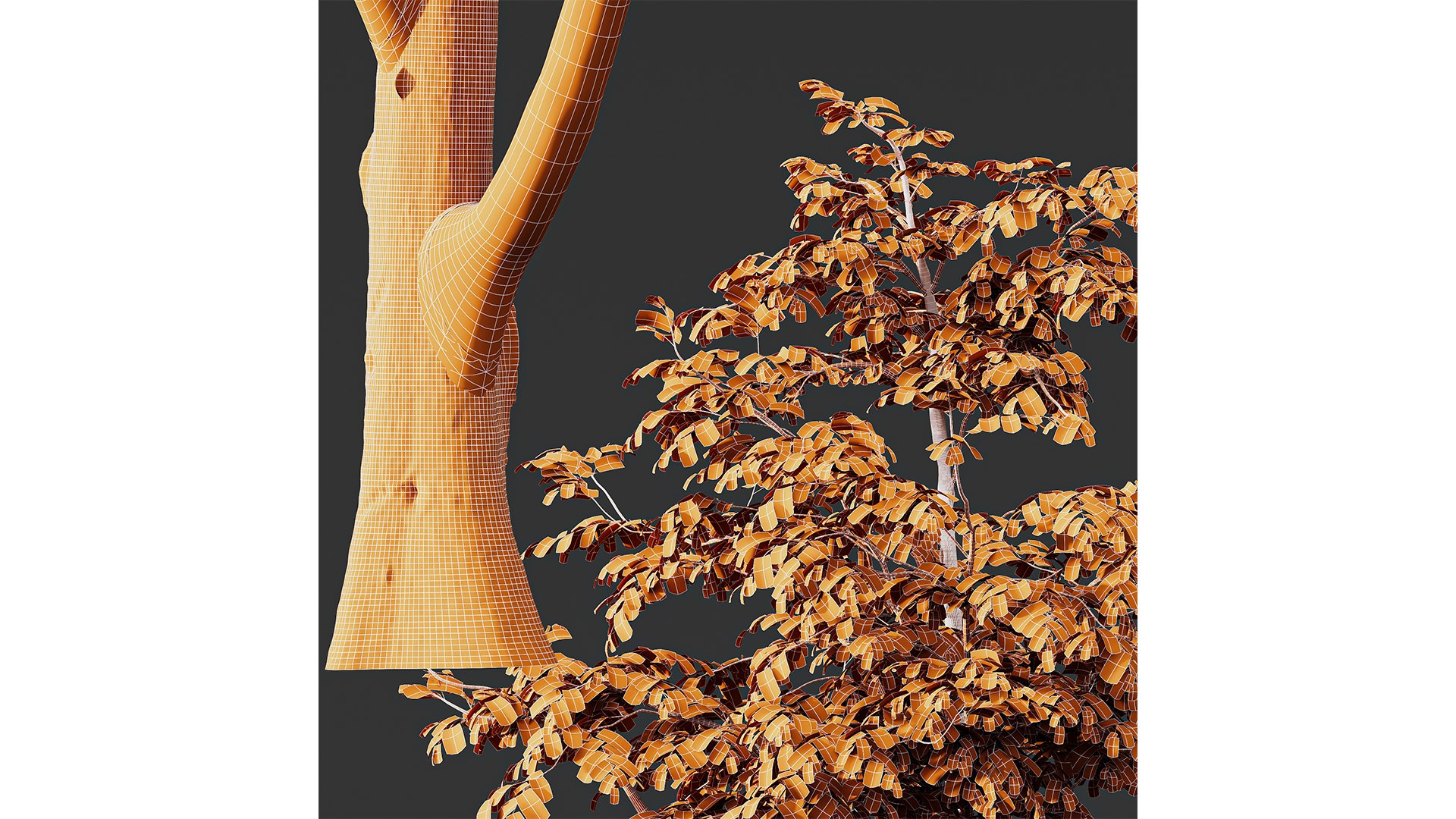 3D Carpinus Betulus And Celtis Australis Model - TurboSquid 2146245