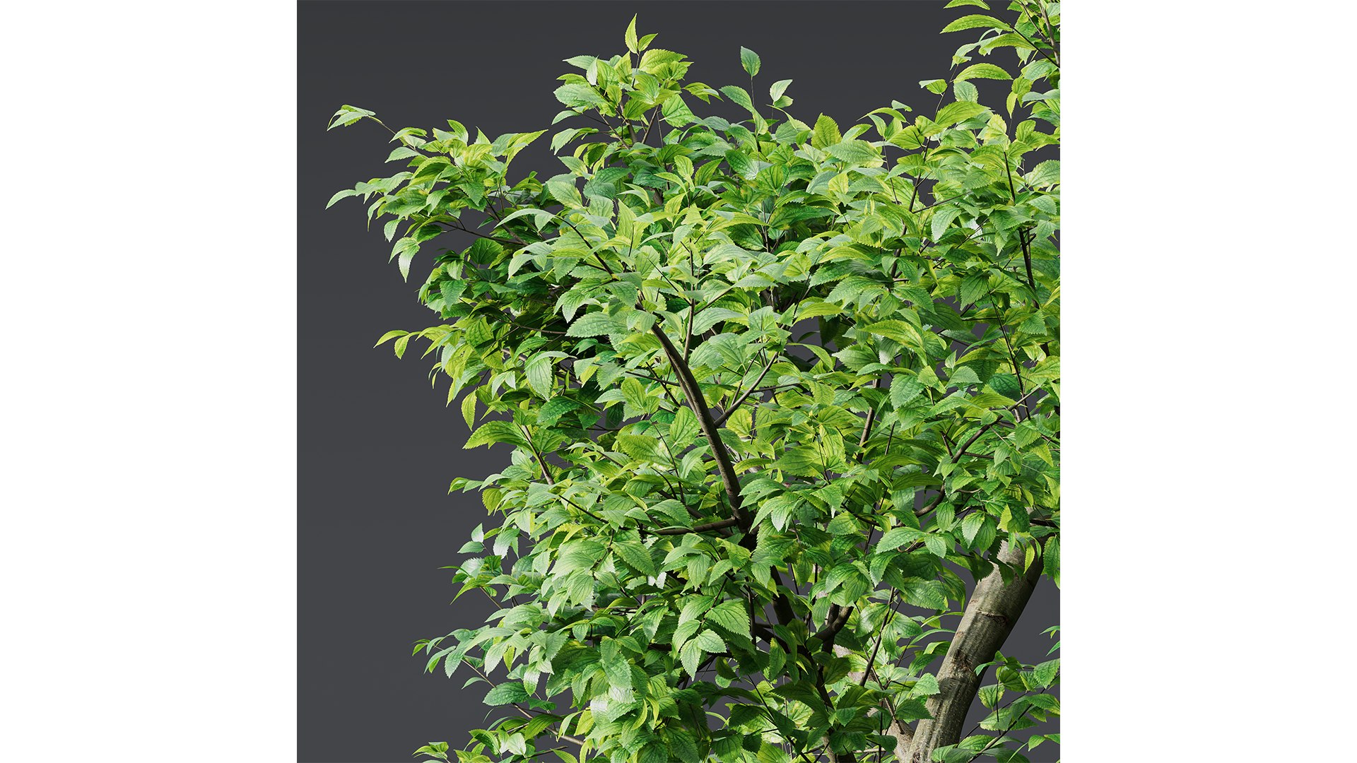 3D Carpinus Betulus And Celtis Australis Model - TurboSquid 2146245