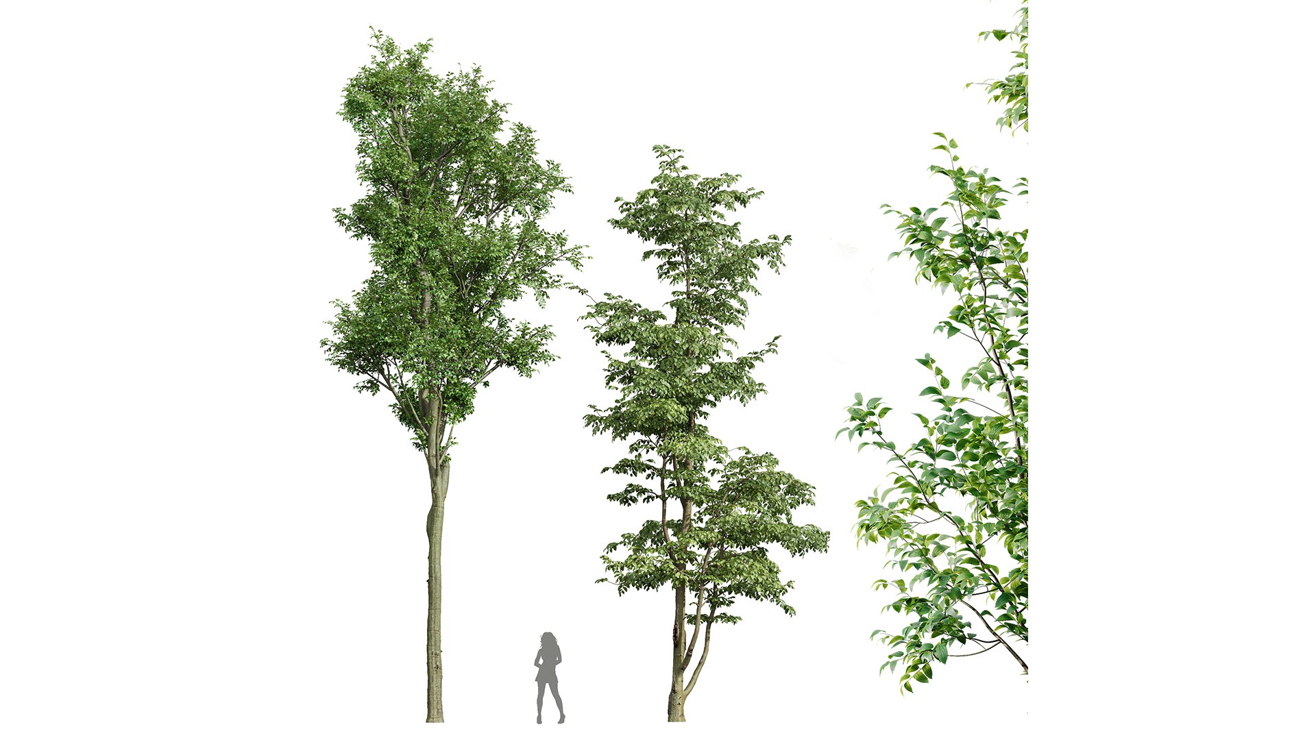 3D Carpinus Betulus And Celtis Australis Model - TurboSquid 2146245