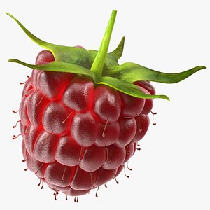 Raspberry Blender Models for Download | TurboSquid
